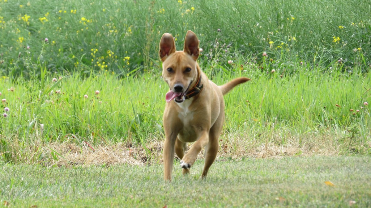 Meet My Dogs: Kitsune – Freedom Dog Training & Behaviour