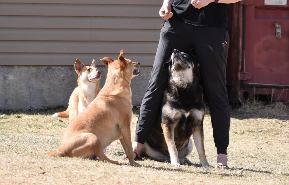 Contact – Freedom Dog Training & Behaviour